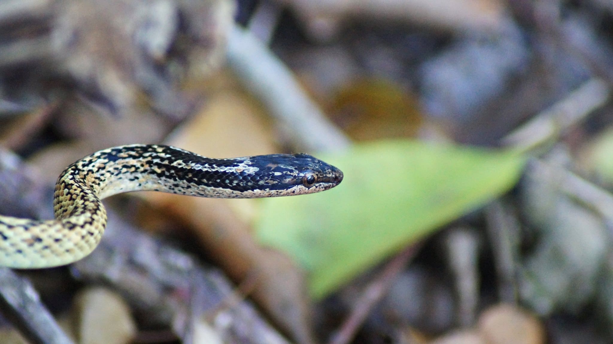 La biodiversité des Îles de Guadeloupe - Agence Régionale de ...