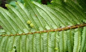 Flore de l'archipel - Agence Régionale de Biodiversité des Îles de ...